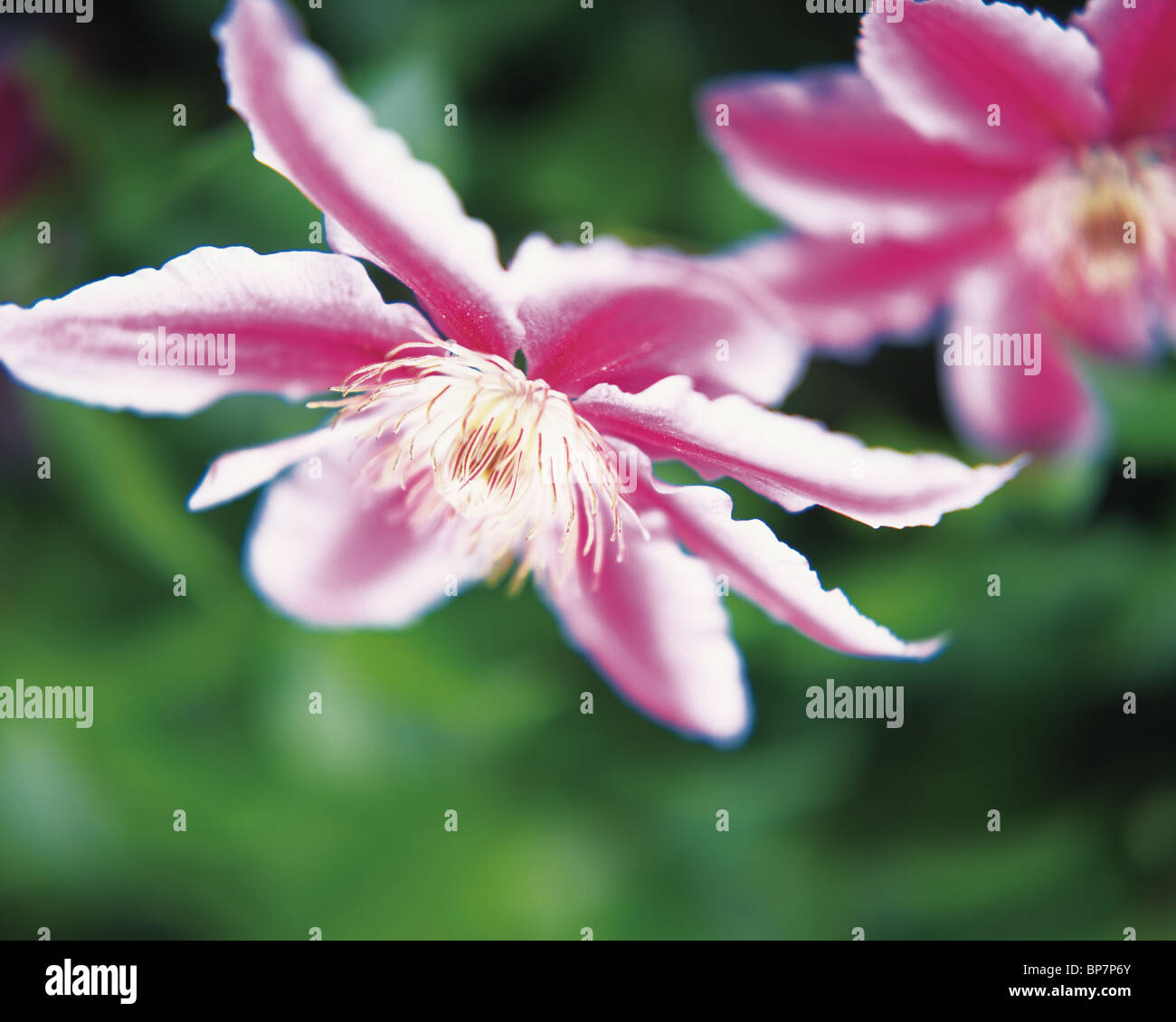 White clematises hi-res stock photography and images - Alamy