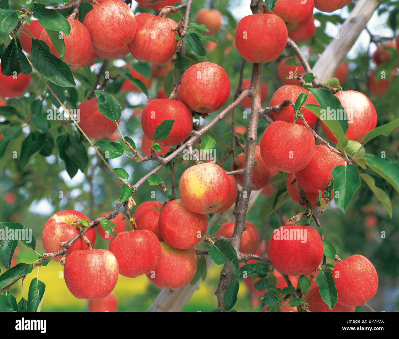 Apple trees in hirosaki hi-res stock photography and images - Alamy