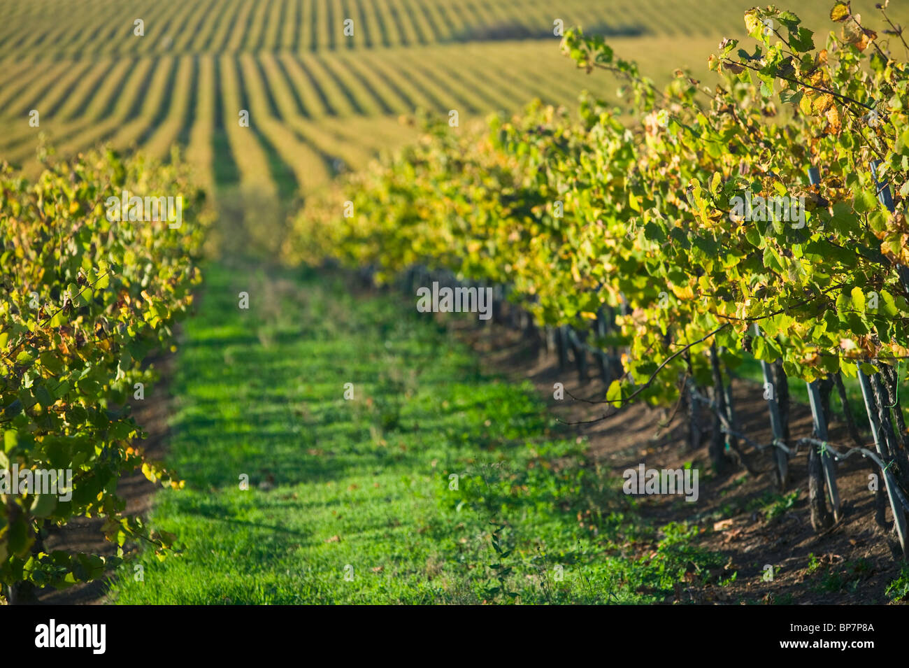 Maria in the vineyard hi-res stock photography and images - Alamy