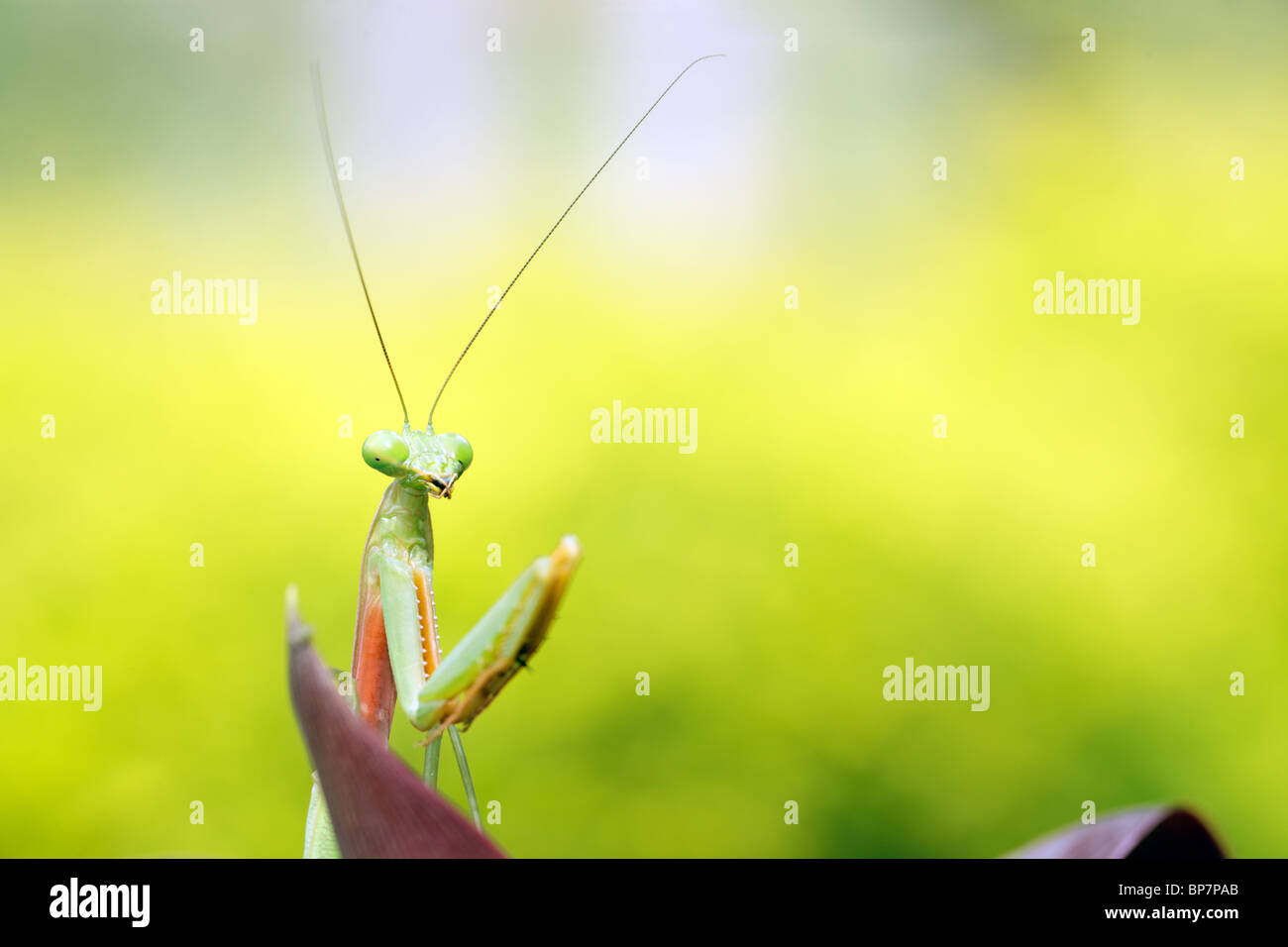 Entomology indonesia hi-res stock photography and images - Alamy