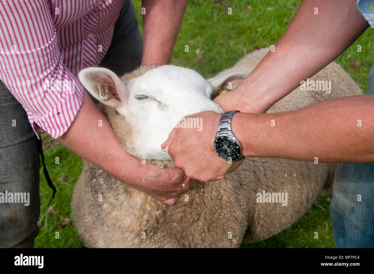 A sheep gets it's face washed before judging at Ripley Show Stock Photo ...