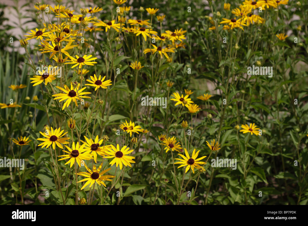 Natural prairie wildflower planting at Great Sauk Trail rest area in ...