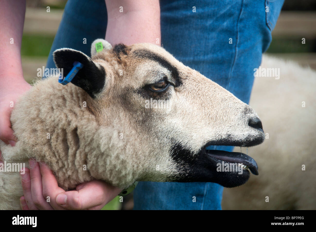 Welsh badger face being hold for juding at Riply Show Stock Photo - Alamy