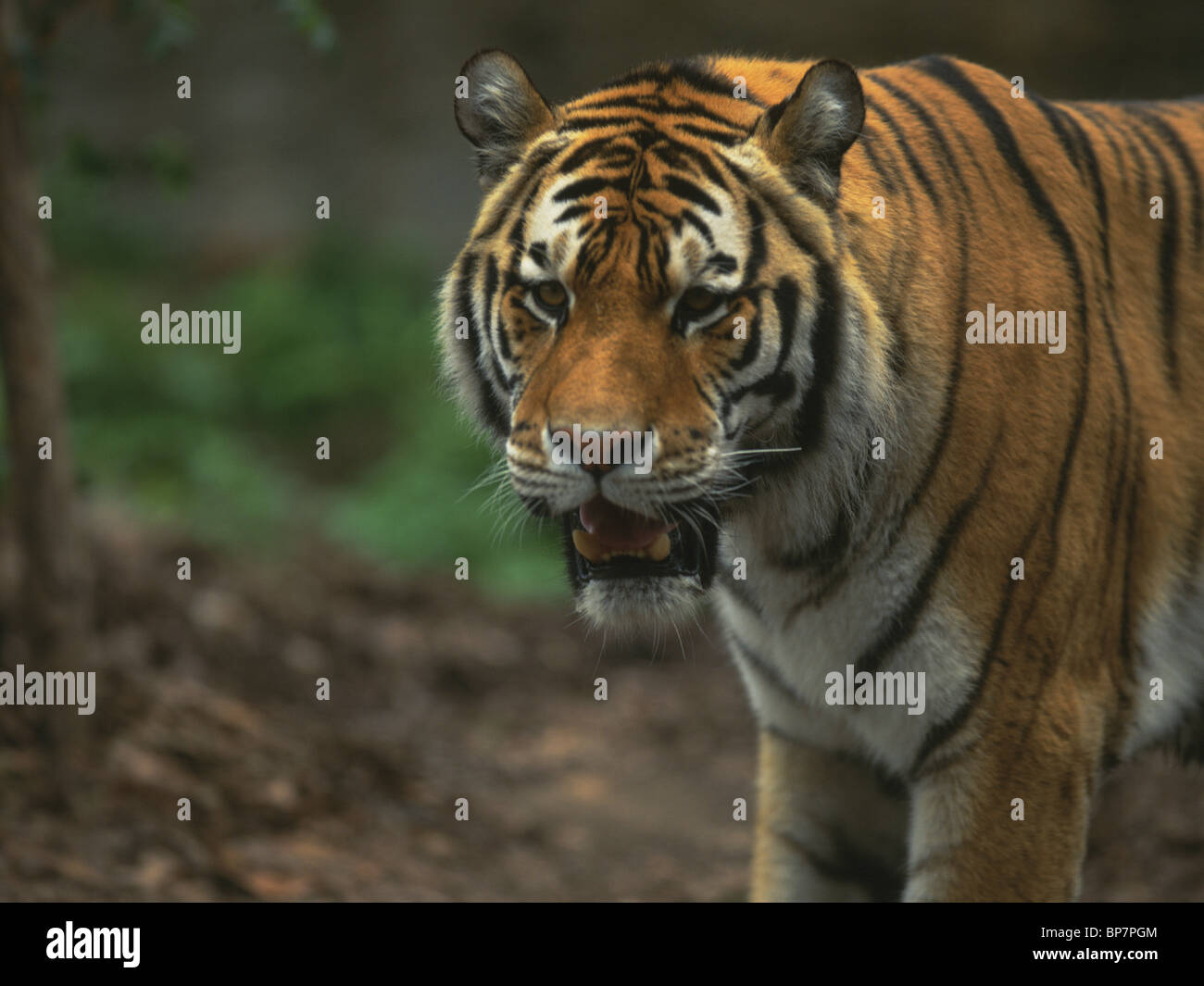 Japan of tiger hi-res stock photography and images - Alamy