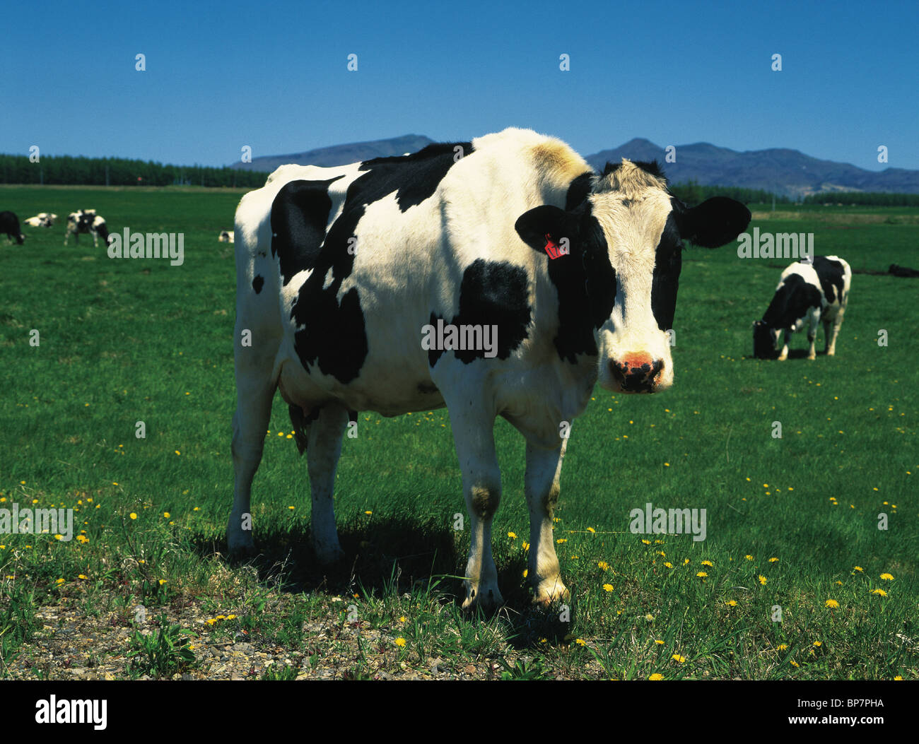 Vertical farm japan hi-res stock photography and images - Alamy