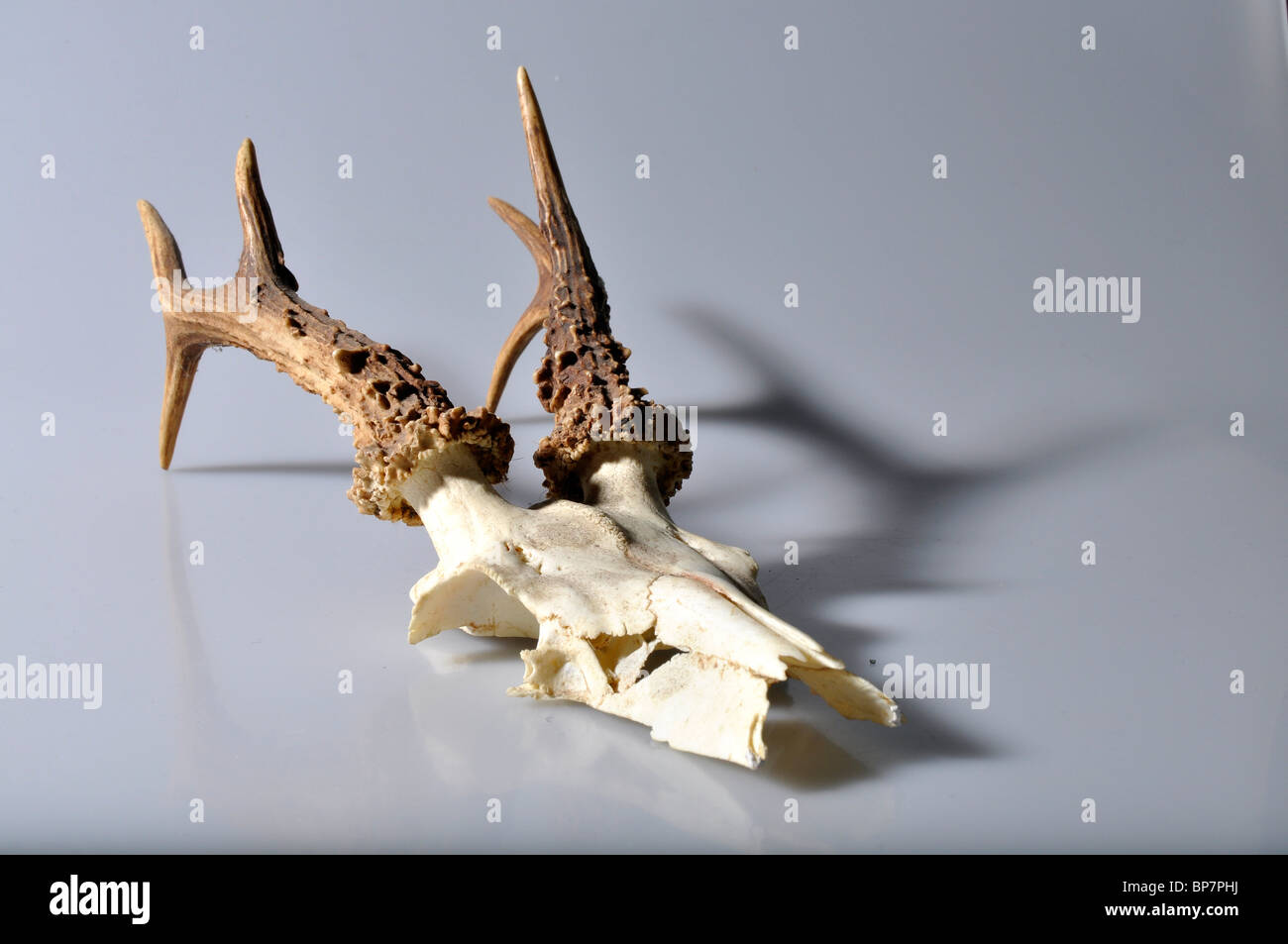 Roe Deer Skull (Capreolus Capreolus) taken in the studio. Jack Moon ...