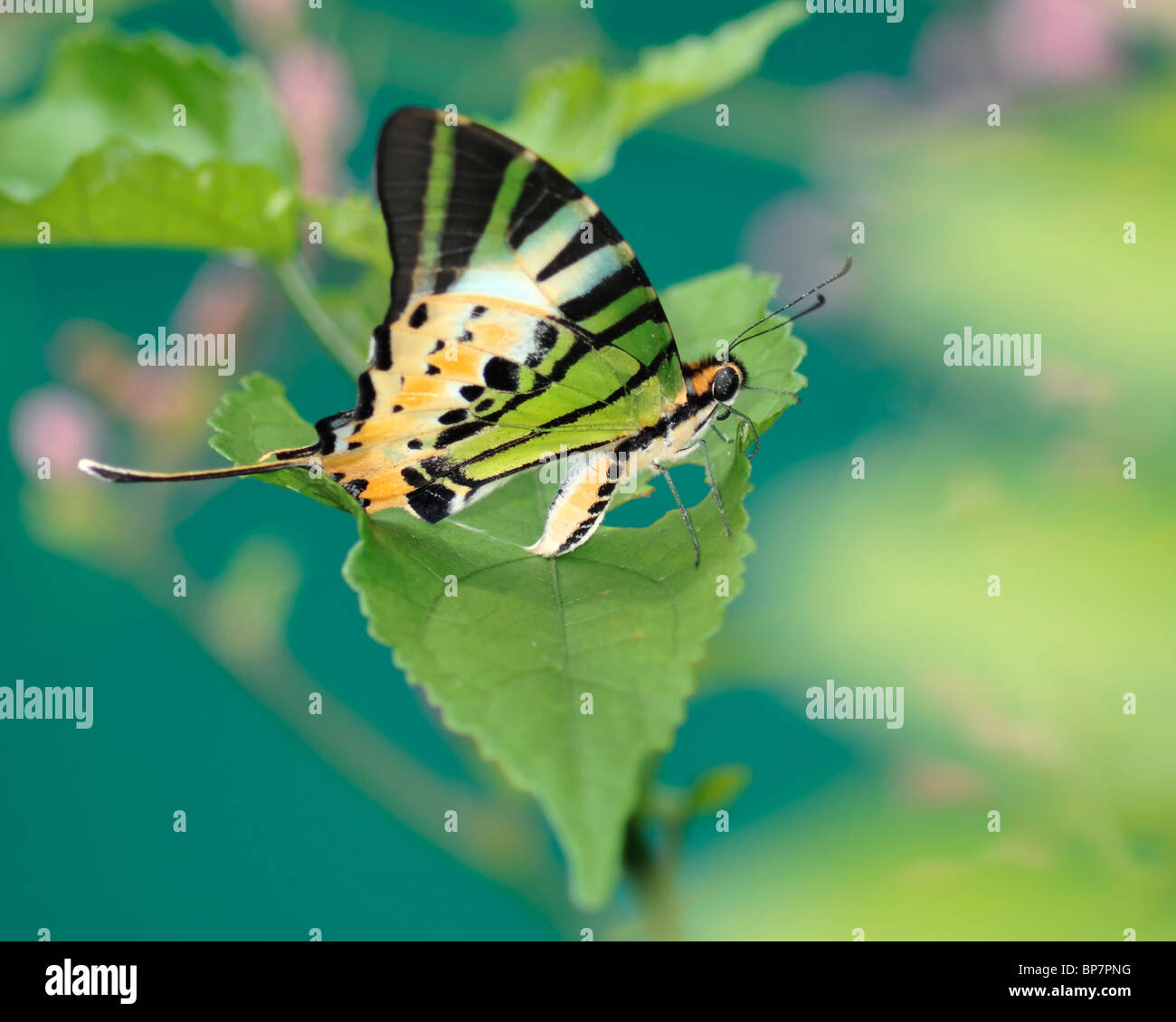 Swordtail butterfly hi-res stock photography and images - Alamy