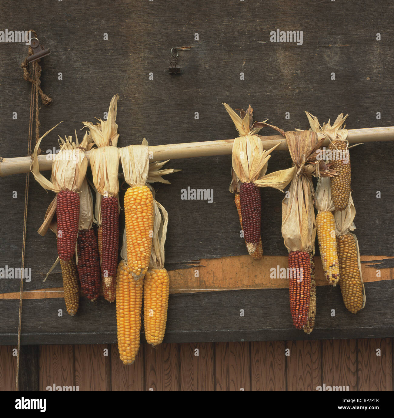 Corn Hanging up to Dry, Ehime Prefecture, Japan Stock Photo - Alamy
