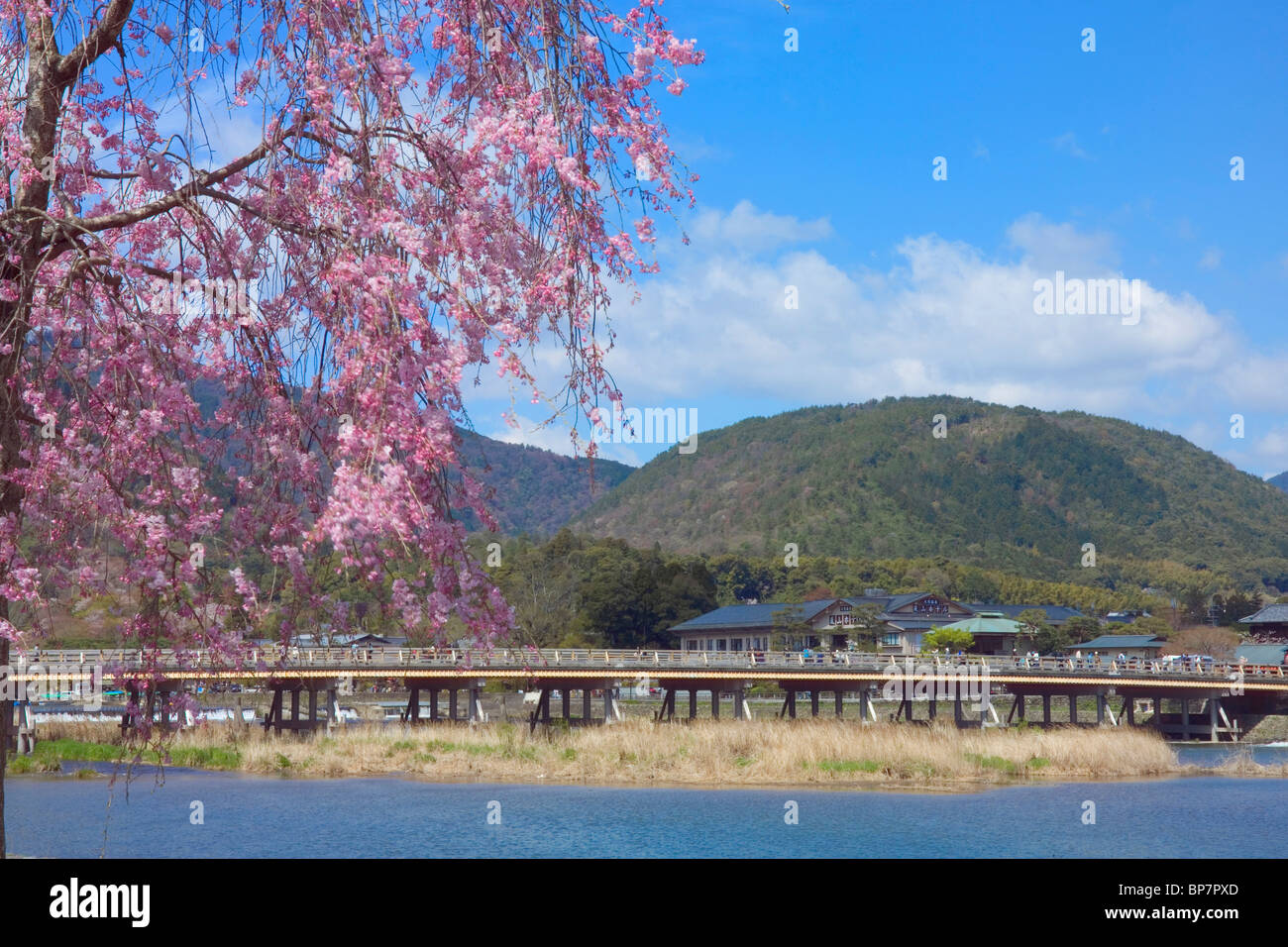 Spring Blossoms in Arashiyama, Kyoto Japan Stock Photo - Alamy
