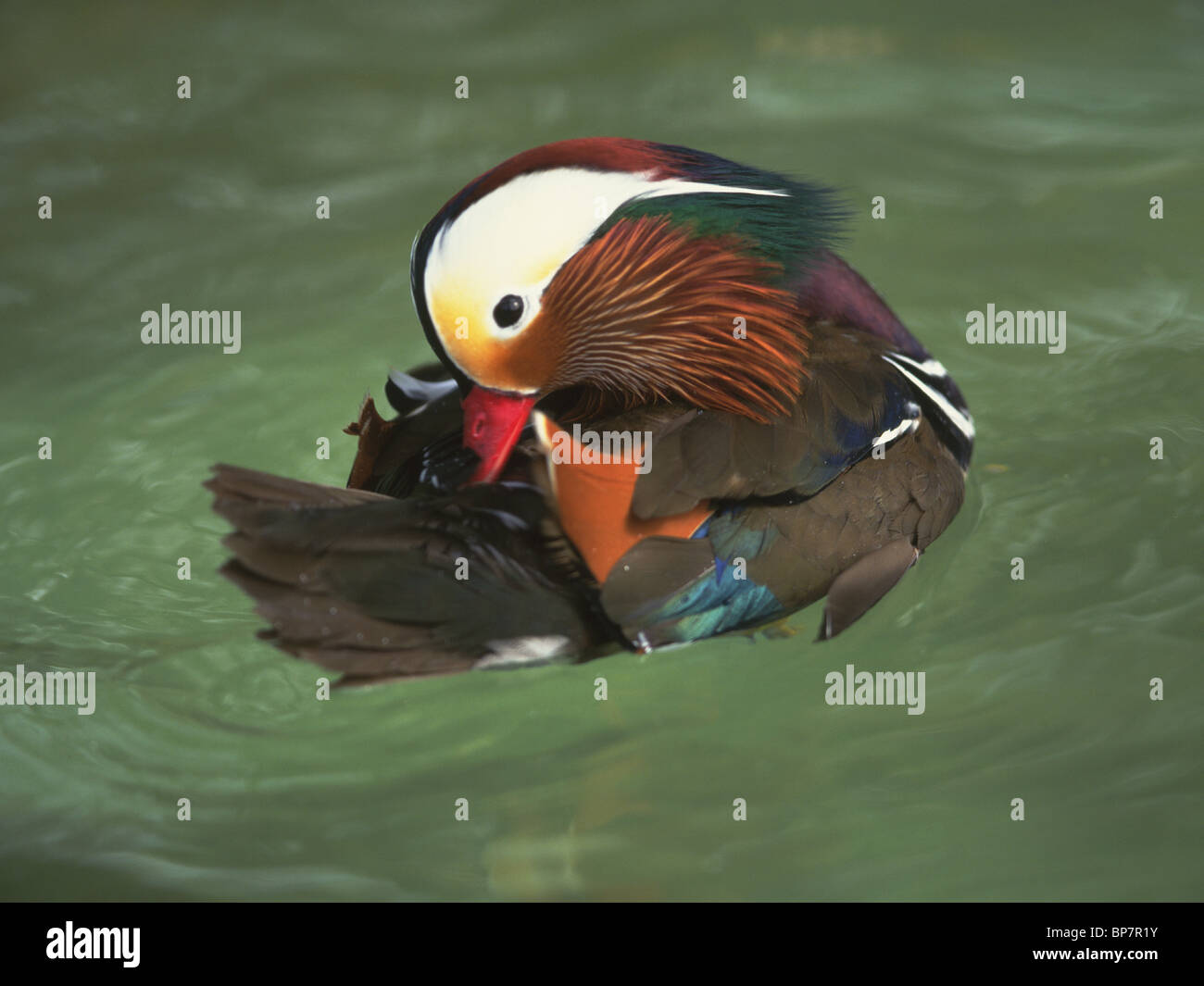 Mandarin Duck on Water Stock Photo - Alamy