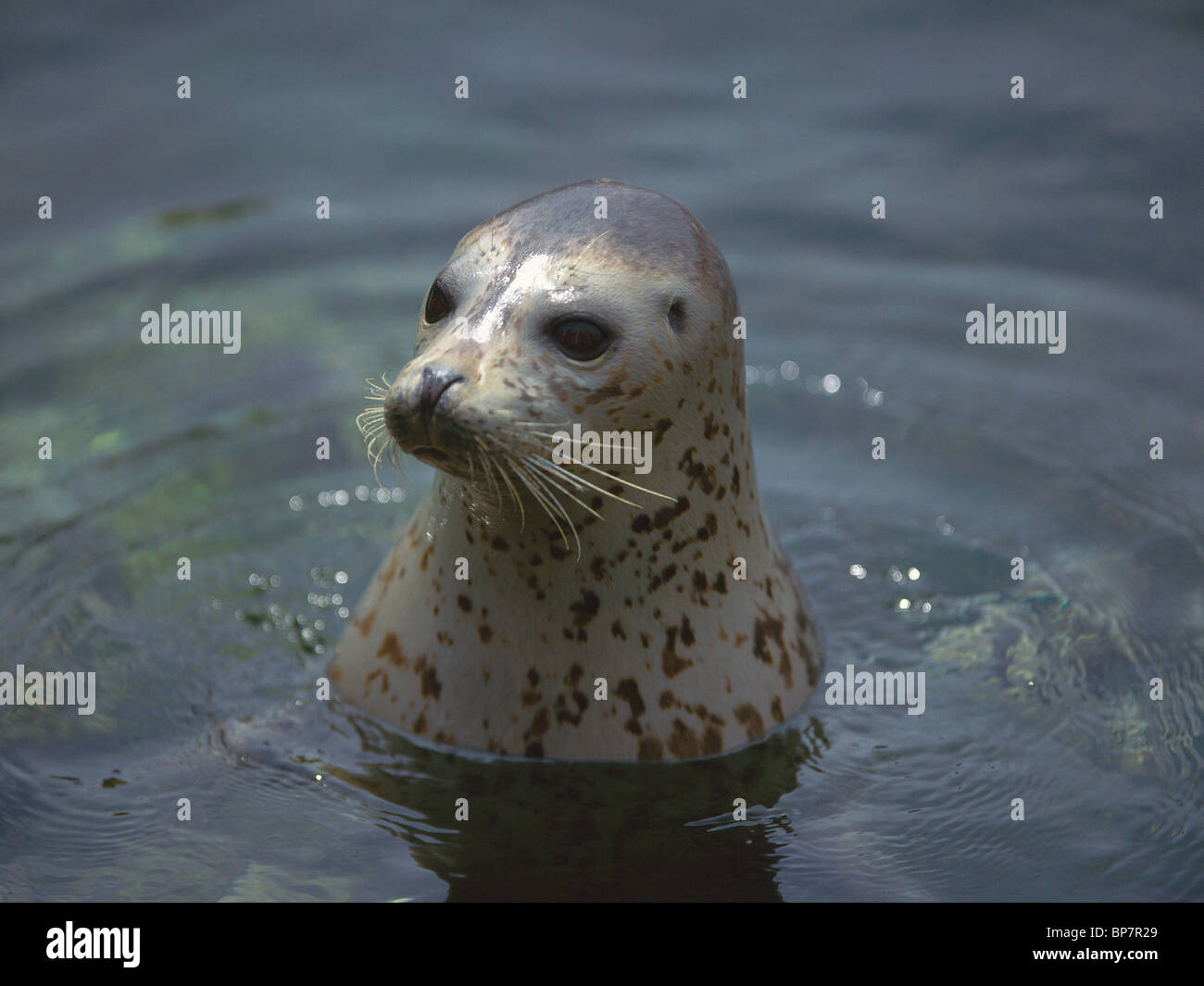 Spotted Seal in Water Stock Photo - Alamy