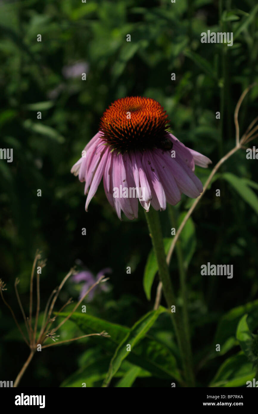 Illinois prairie wildflowers hi-res stock photography and images - Alamy