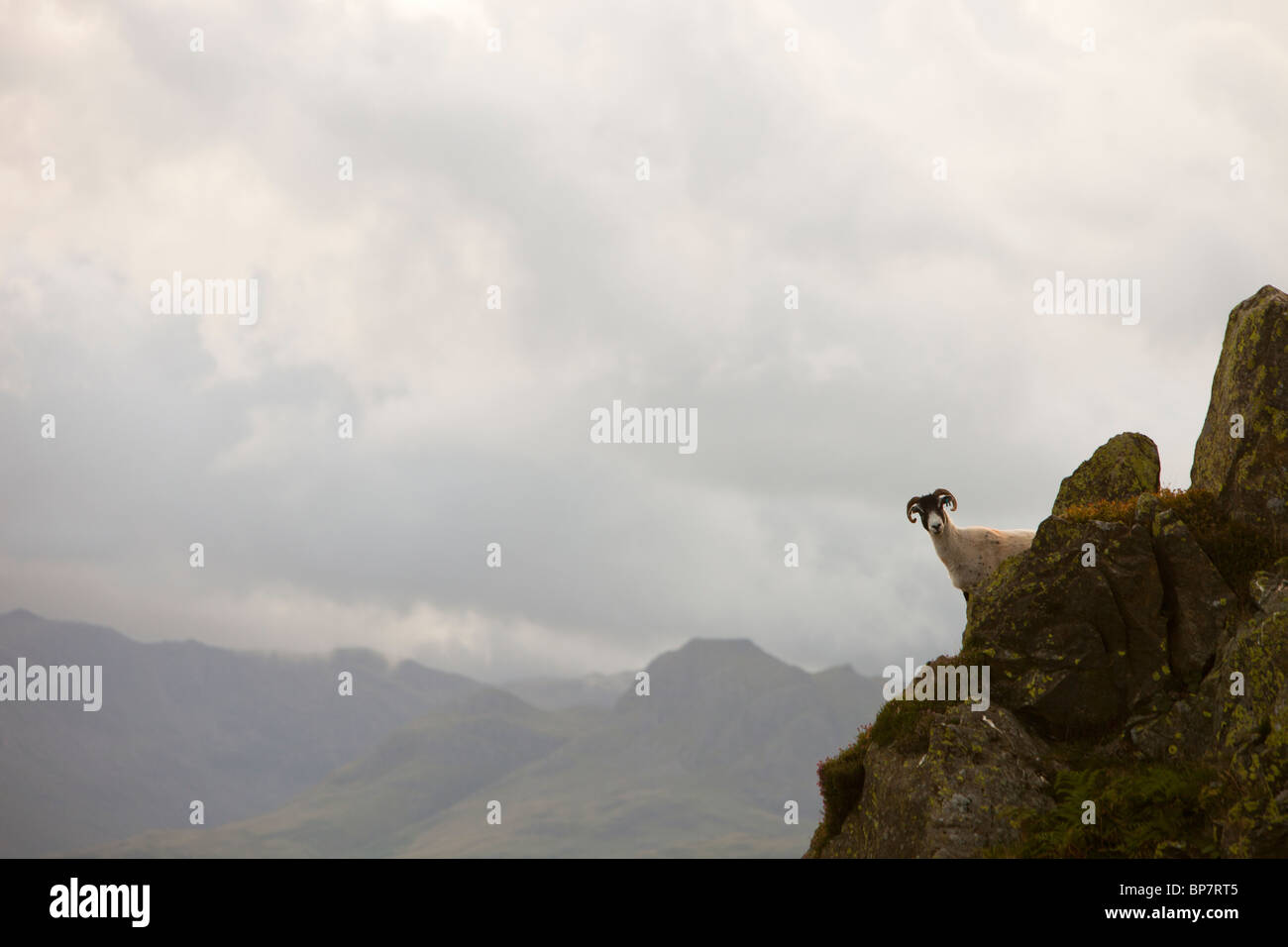 A sheep on Nab Scar, Fairfield, near Ambleside, Lake District, UK Stock ...