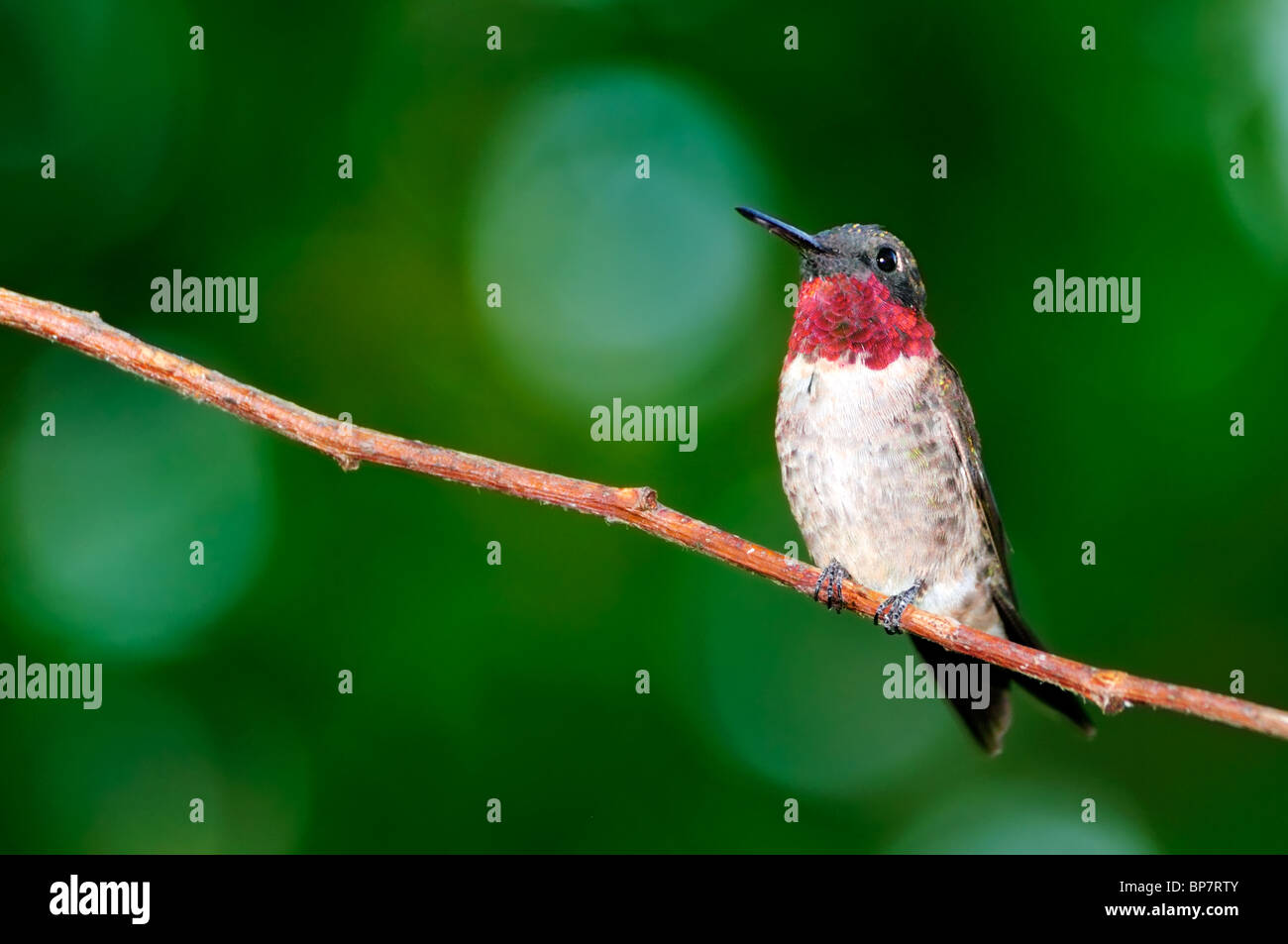 A male Ruby-throated Hummingbird, Archilochus colubris, perches on a ...