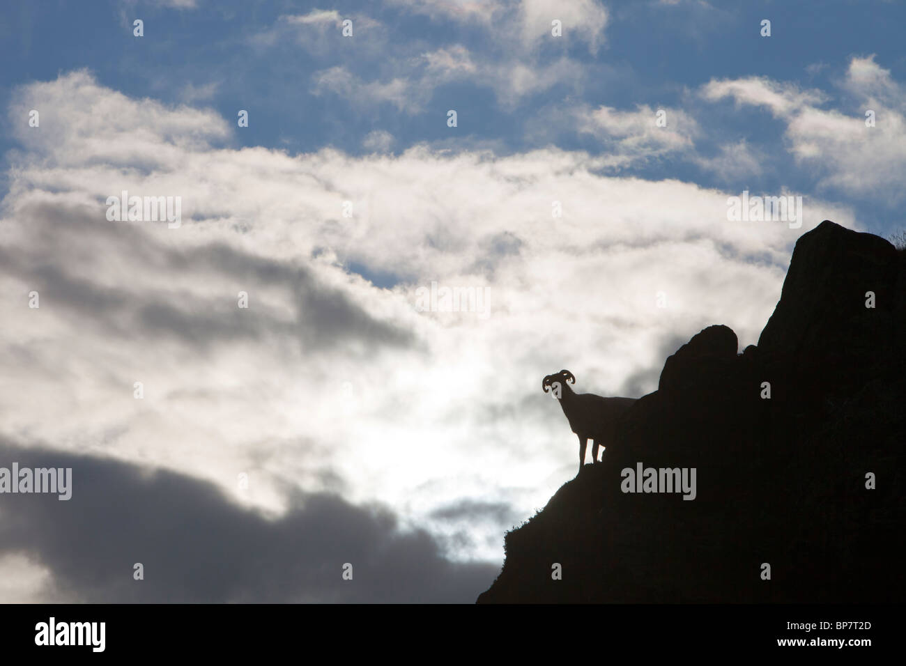 Sheep on a crag hi-res stock photography and images - Alamy