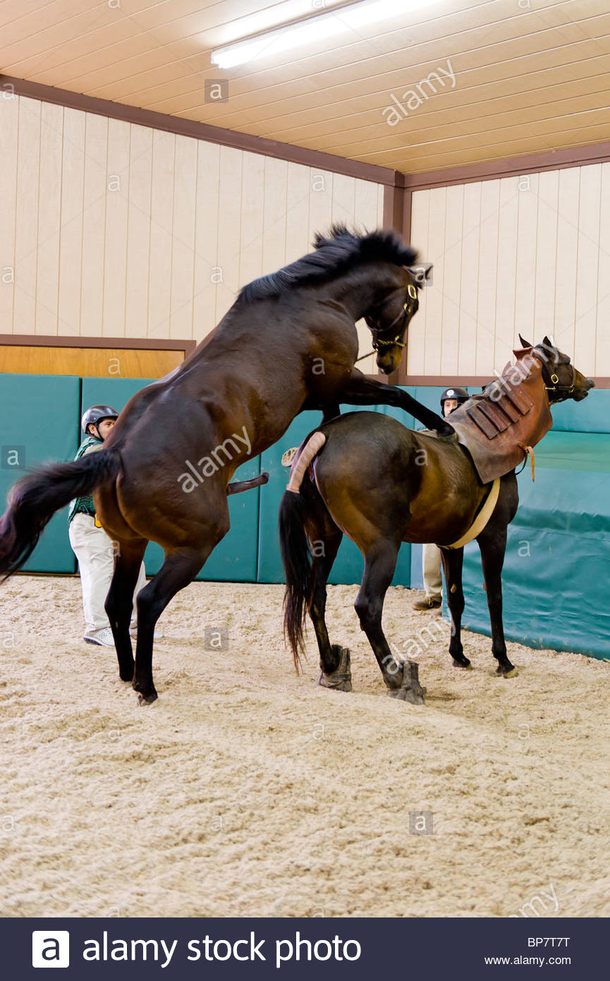 Lexington Kentucky Horse Stock Photos & Lexington Kentucky Horse Stock Images - Alamy