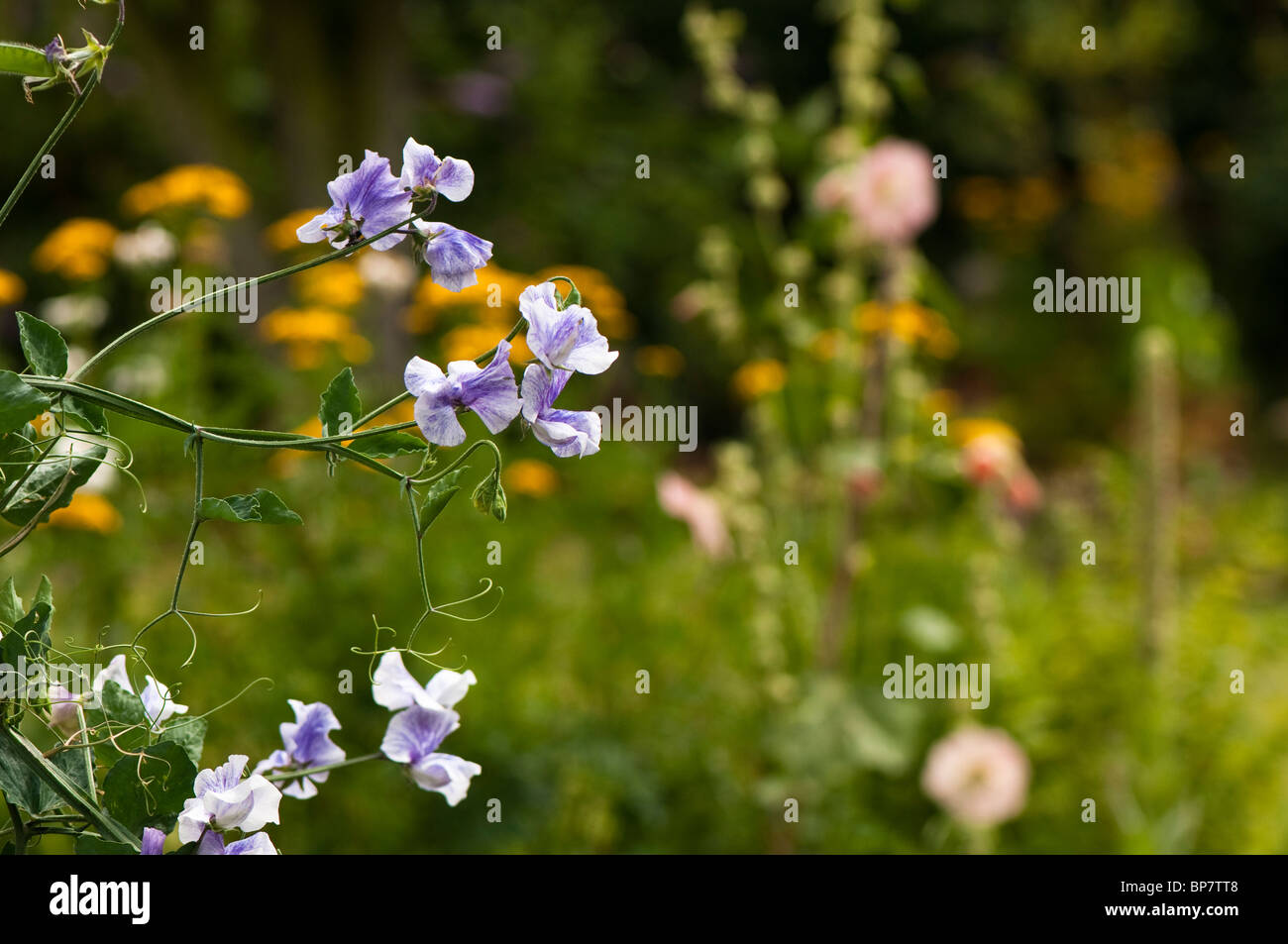 Sweet Peas, Lathyrus odoratus, growing at Hill Close Gardens in Warwickshire Stock Photo - Alamy