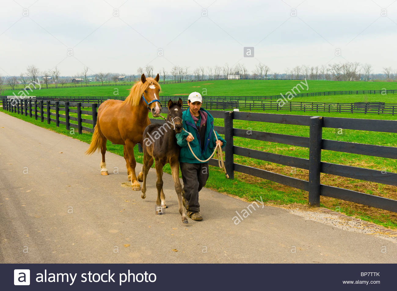 Winstar Farm Thoroughbred Horse Farm Stock Photos & Winstar Farm Thoroughbred Horse Farm Stock ...