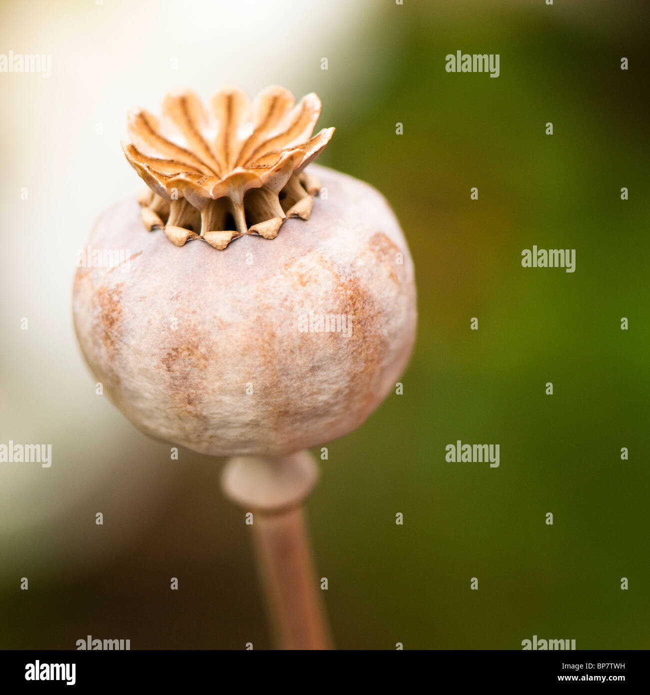 Close up of a Poppy seed head Stock Photo - Alamy
