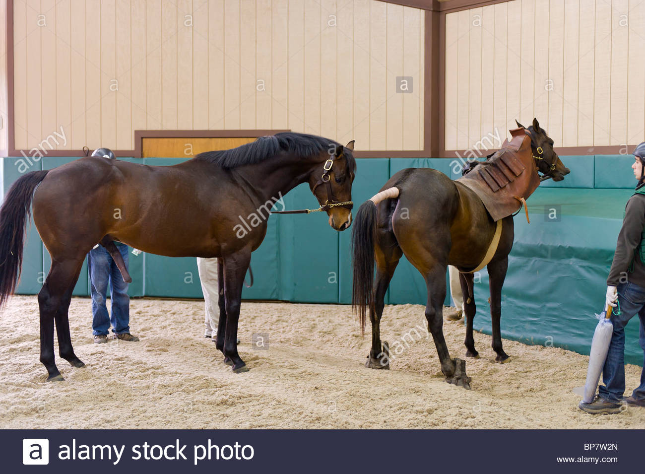 Breeding thoroughbreds, Winstar Farm, Versailles (near Lexington Stock Photo: 30906141 - Alamy