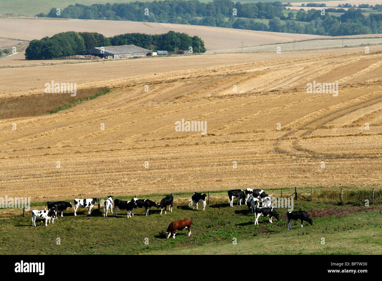 Harvested corn fields and cattle in Wiltshire, England, UK Stock Photo ...
