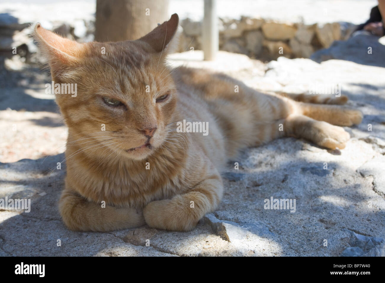 wildcat red cat Stock Photo - Alamy