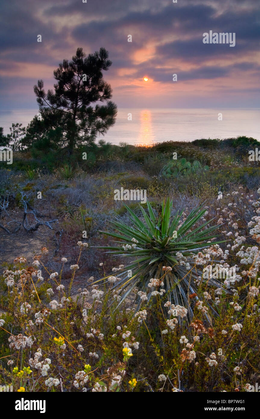 Torrey pine tree and ocean hi-res stock photography and images - Alamy