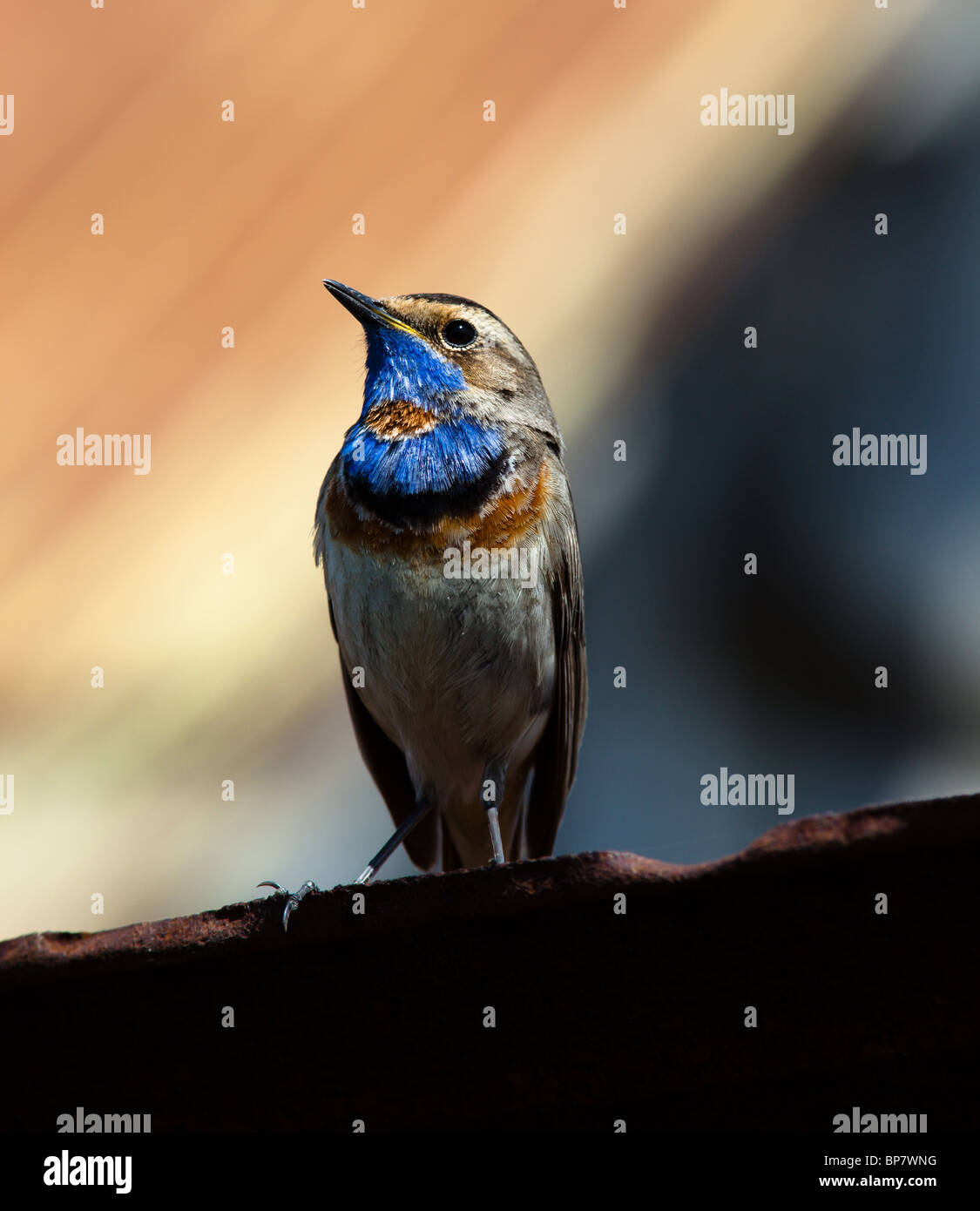 Wild bird in a natural habitat. Wildlife Photography Stock Photo - Alamy