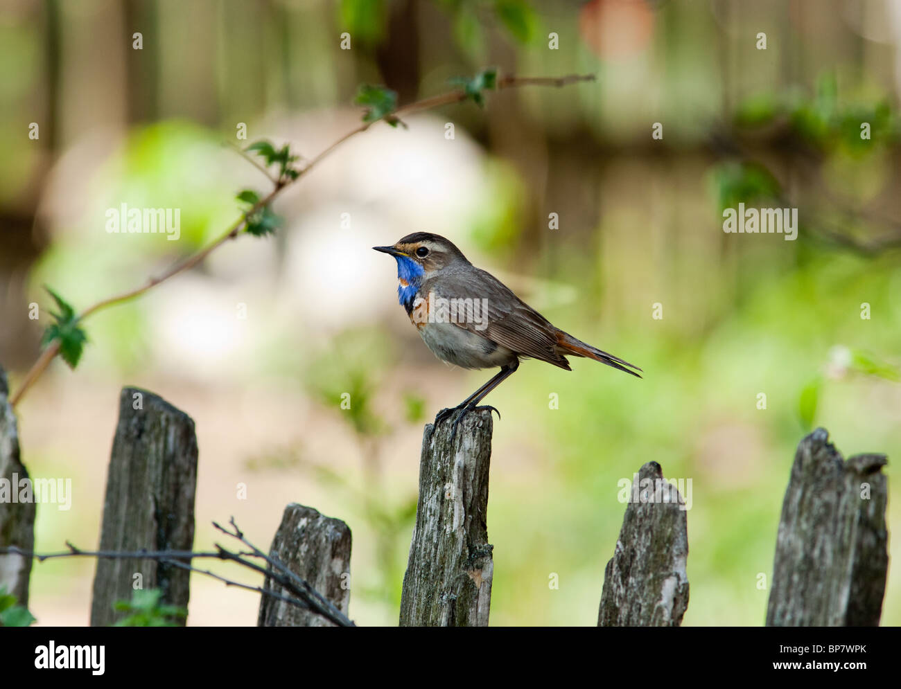 Wild bird in a natural habitat. Wildlife Photography Stock Photo - Alamy