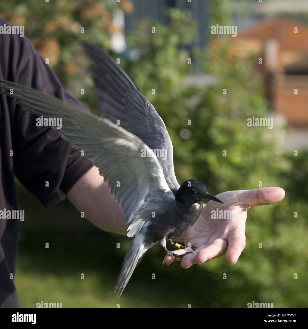 Hand Releasing Bird High Resolution Stock Photography and Images - Alamy