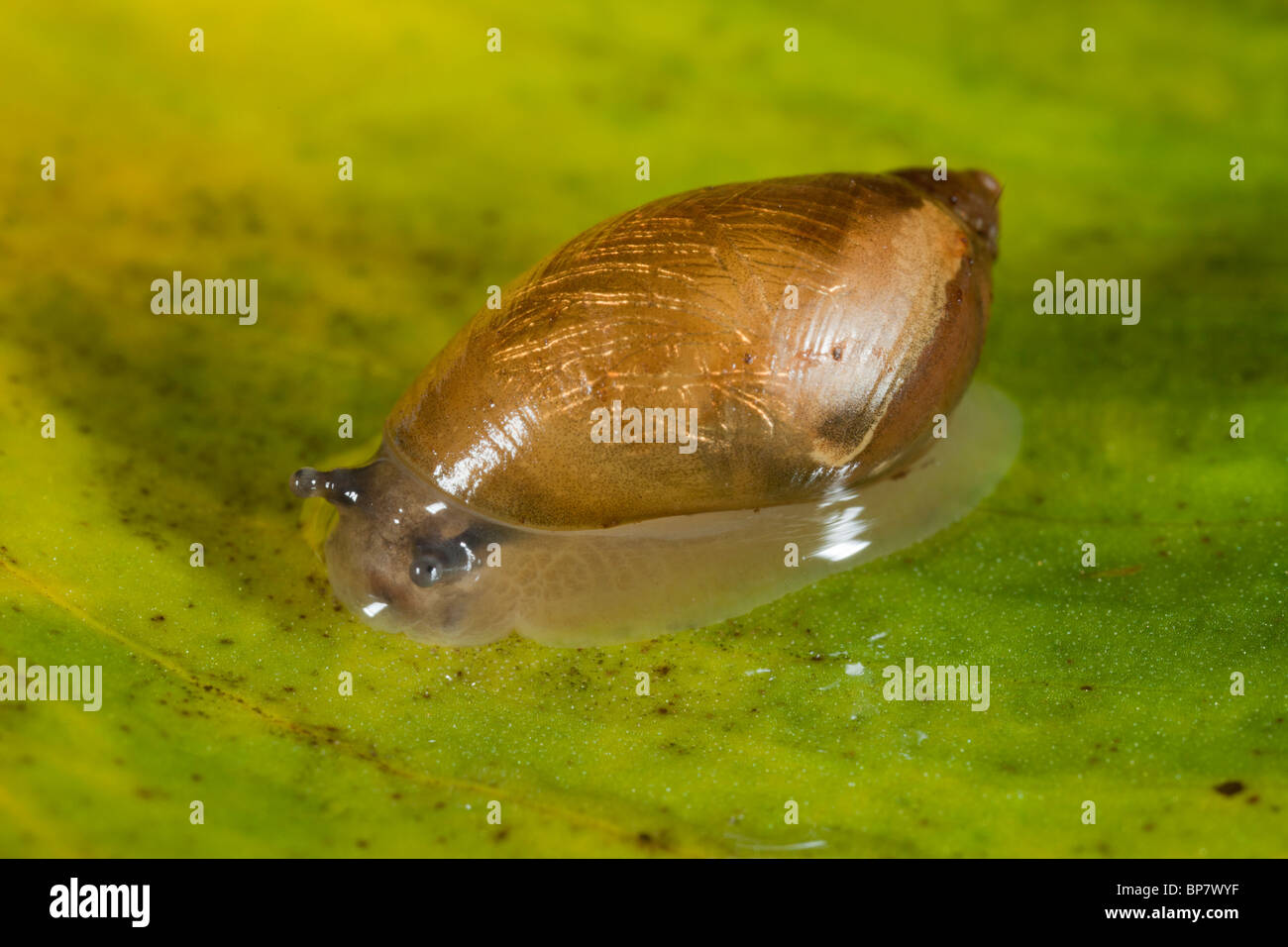 A small amphibious snail, Succinea pfeifferi, Arthog Bog, North Wales ...