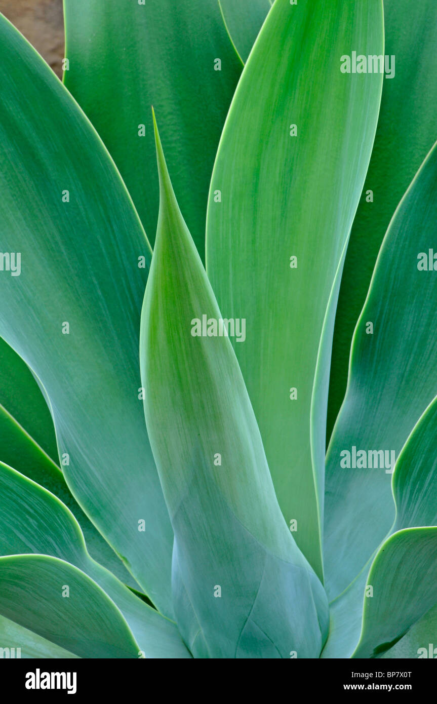 Attenuata hi-res stock photography and images - Alamy