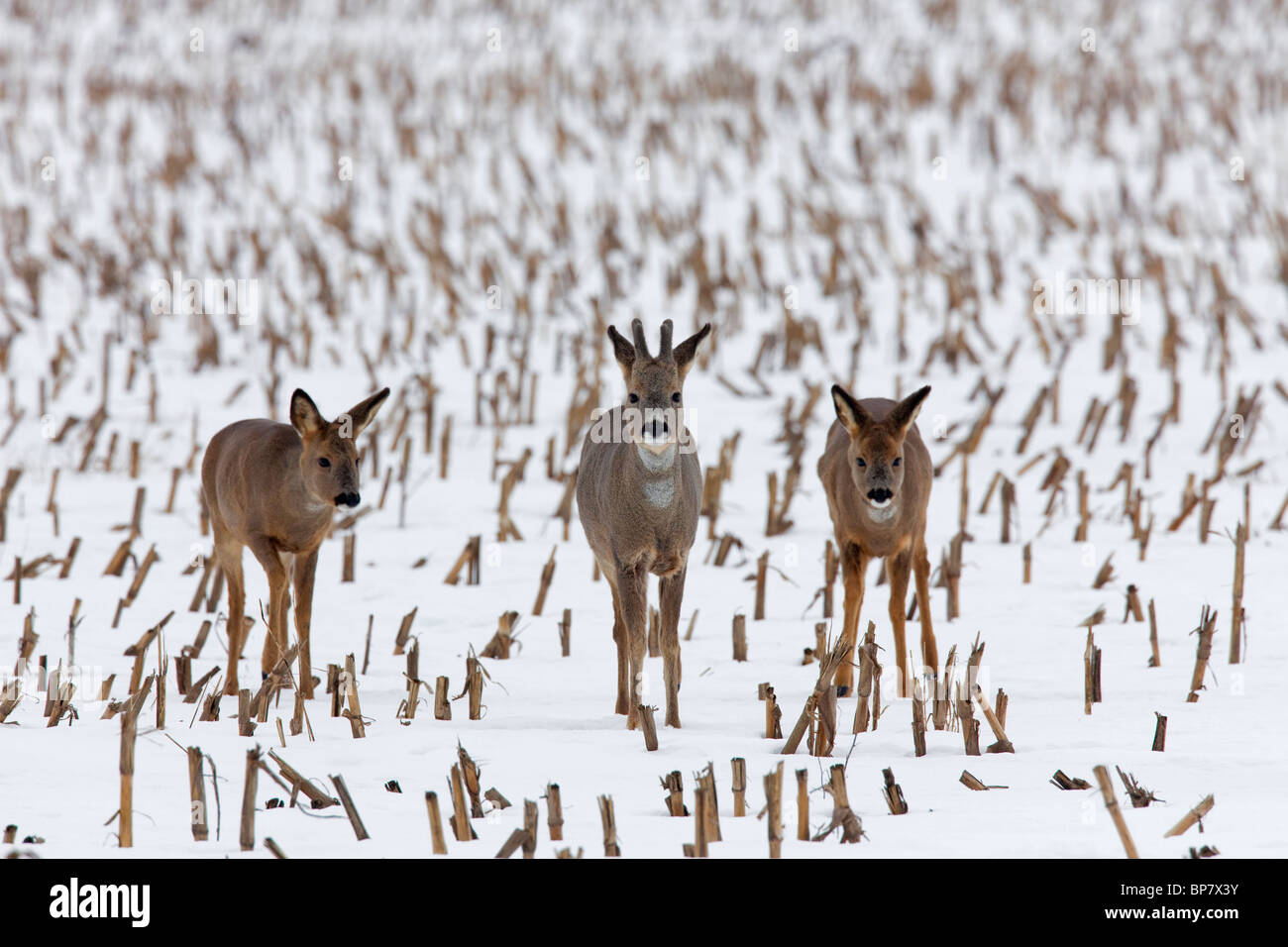 Roe deer (Capreolus capreolus) buck and two hinds in stubblefield in ...