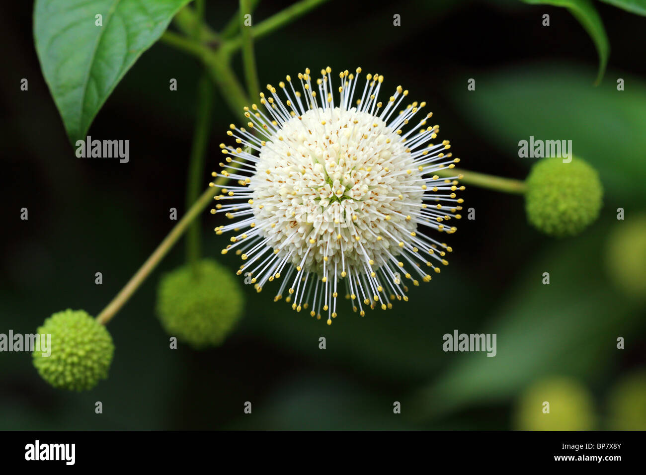 Button bush cephalanthus occidentalis hi-res stock photography and ...