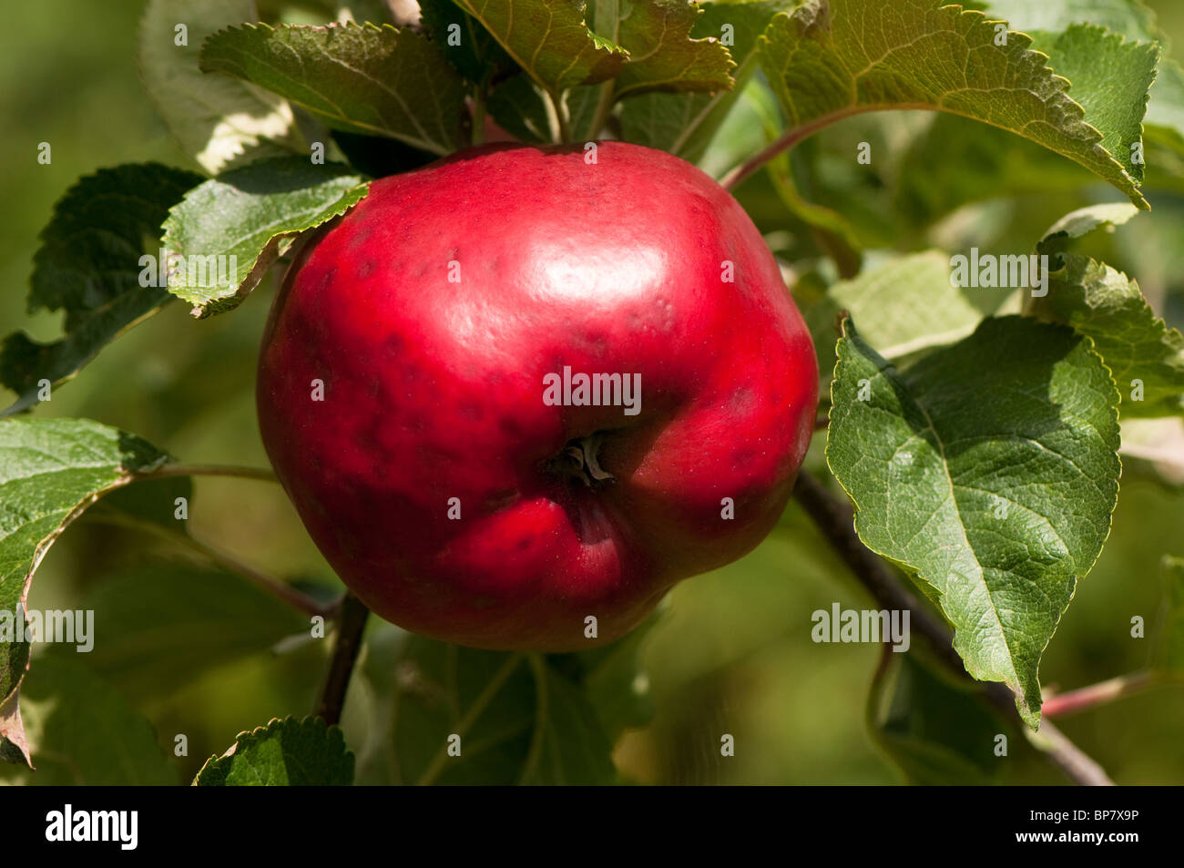 Apple, Malus domestica 'Herring's Pippin', growing in summer Stock ...