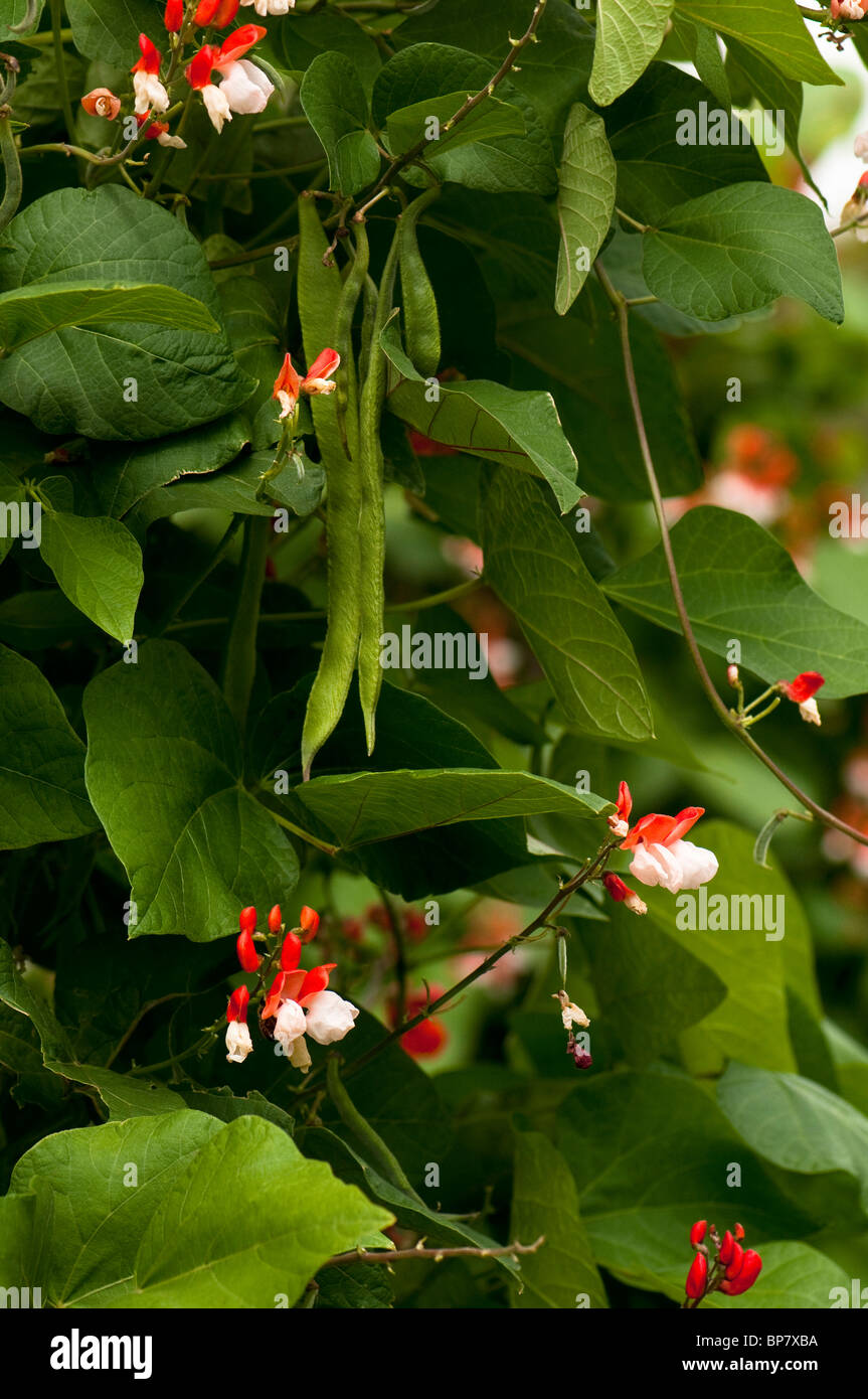 Runner Bean 'Painted Lady' growing at Hill Close Gardens in ...