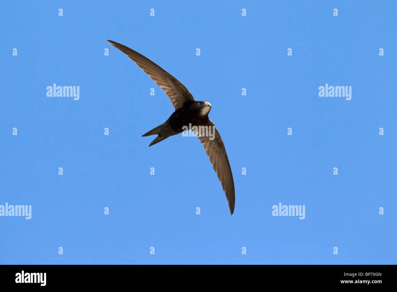 Swift Bird High Resolution Stock Photography and Images - Alamy
