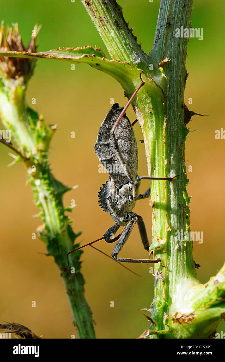 Wheel Bug - Arilus cristatus Stock Photo - Alamy