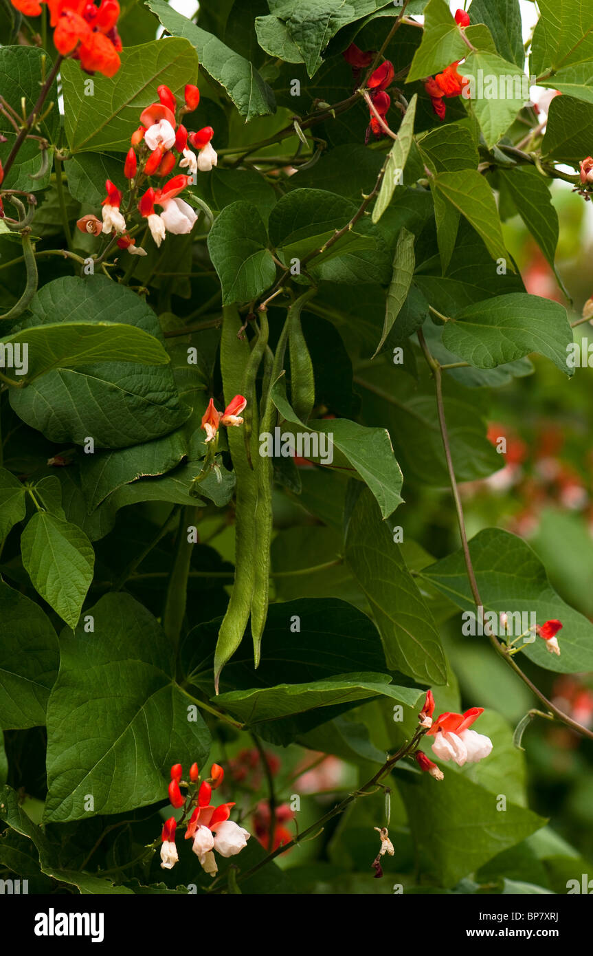 Old variety runner bean hi-res stock photography and images - Alamy