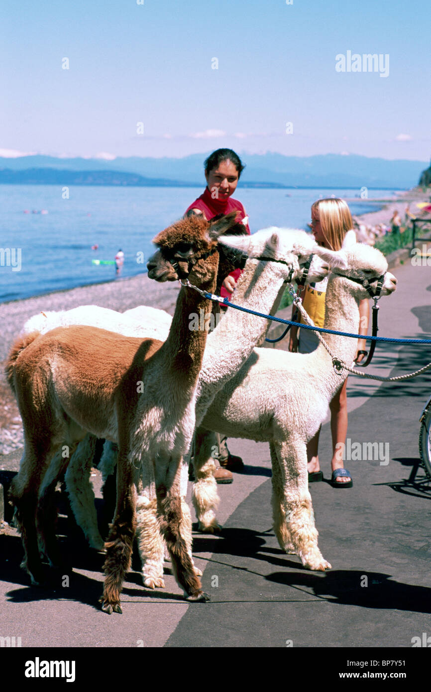 Alpaca harness hi-res stock photography and images - Alamy