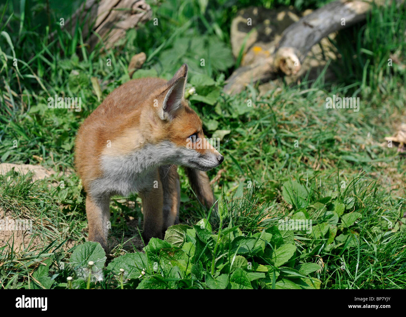 Fox: Vulpes vulpes. Young cub. Captive specimen Stock Photo - Alamy
