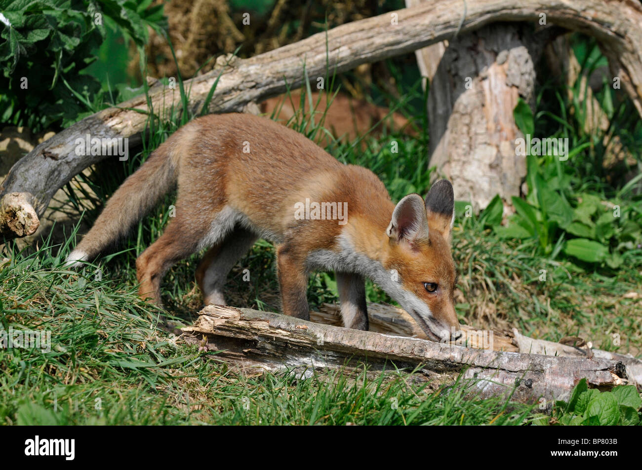 Fox: Vulpes vulpes. Young cub. Captive specimen Stock Photo - Alamy