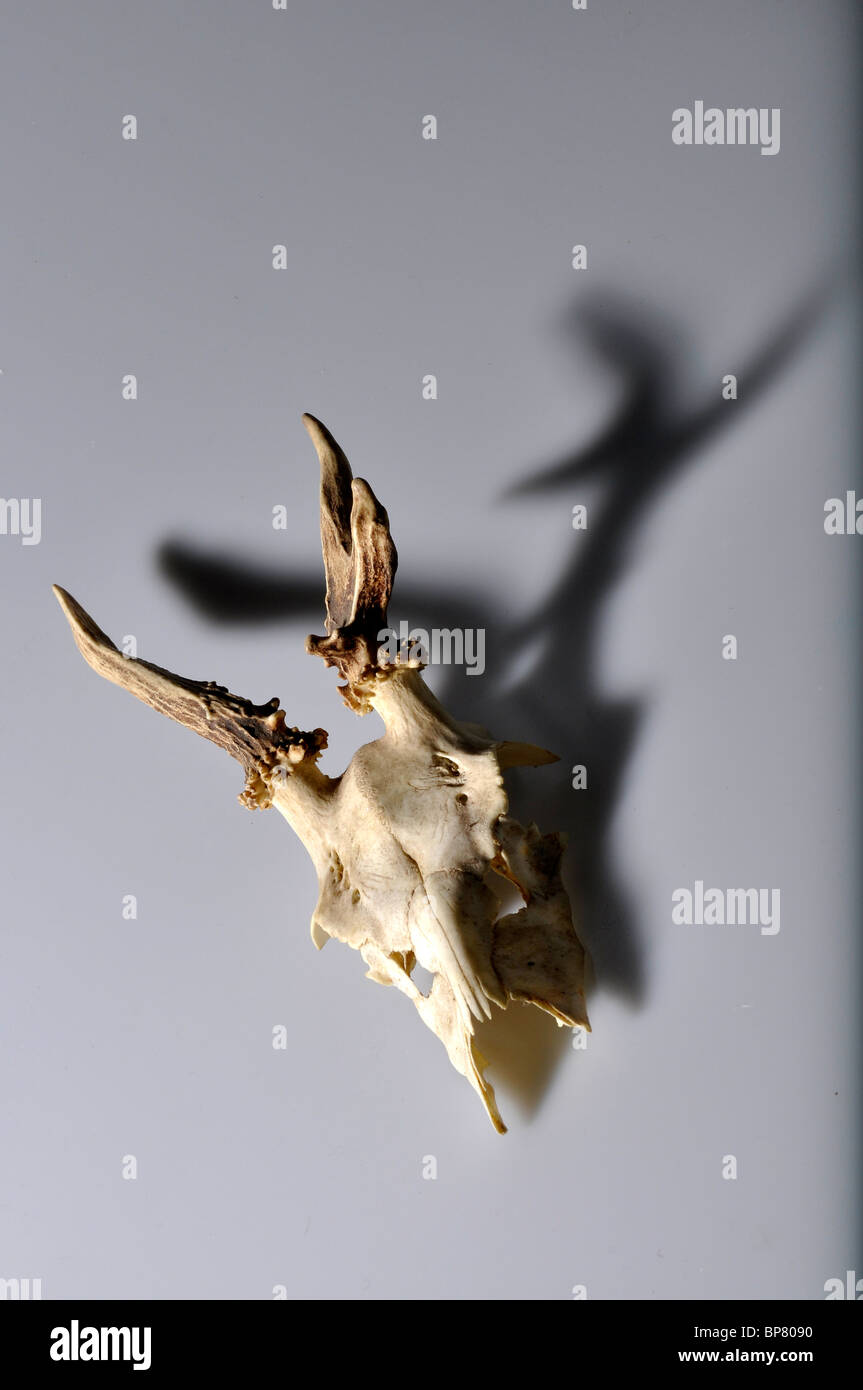 Roe Deer Skull (Capreolus Capreolus) taken in the studio. Jack Moon ...