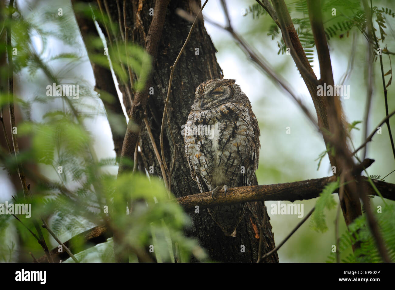 African Scops Owl, Otus senegalensis, Lake Baringo region, Rift Valley ...