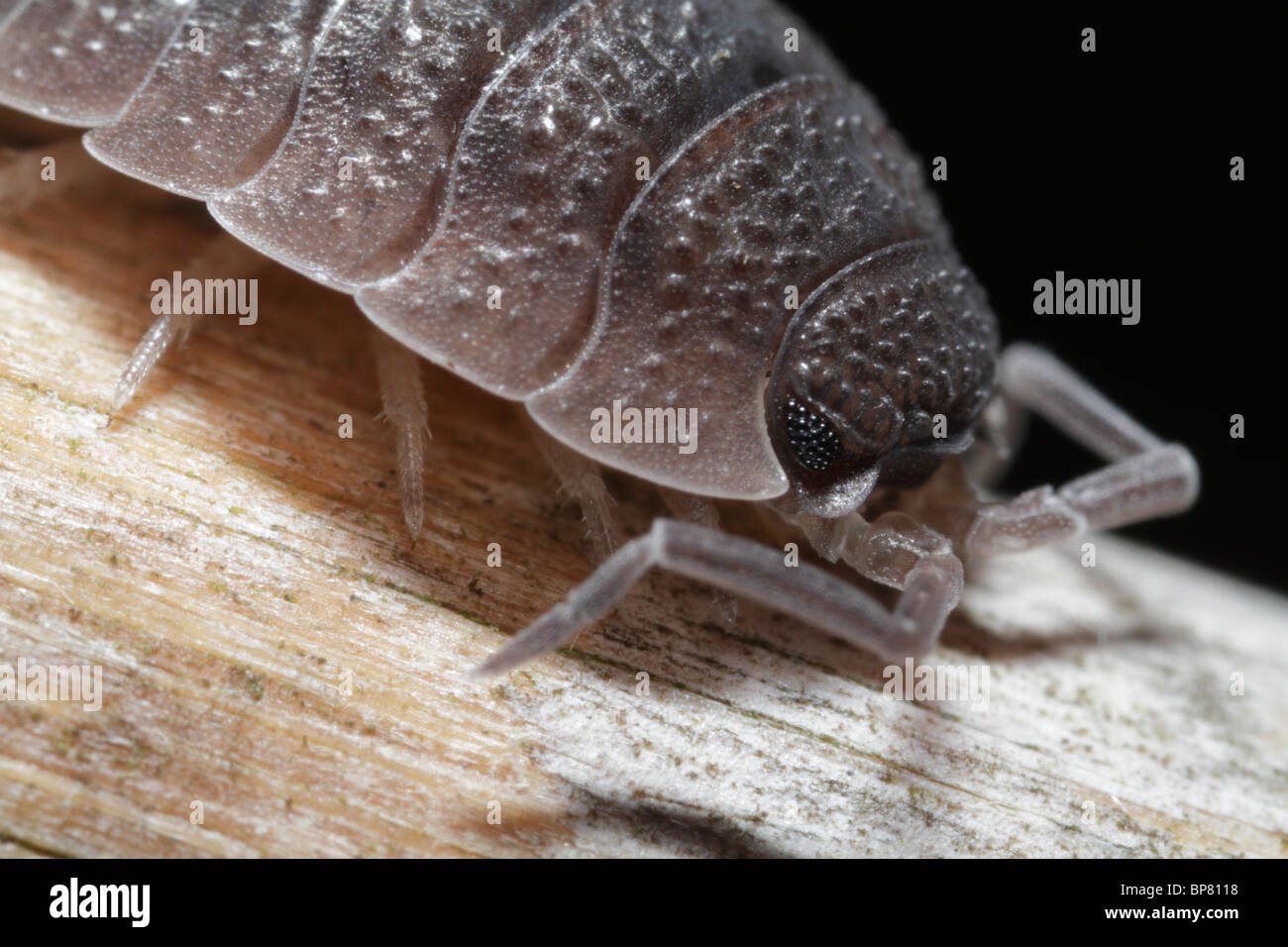 Common Woodlouse, Porcellio scaber Stock Photo - Alamy