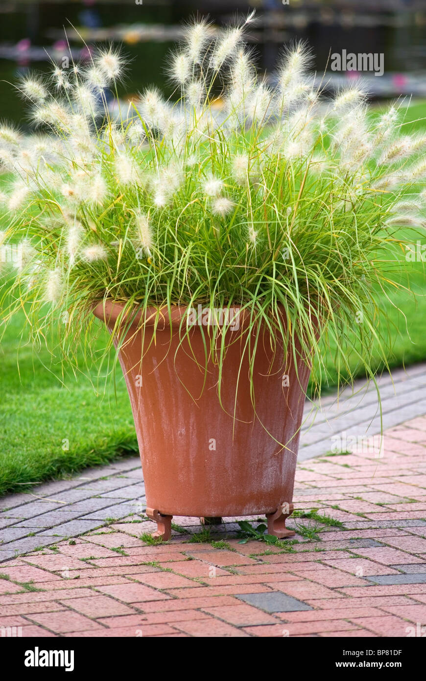 PENNISETUM VILLOSUM FEATHER TOP GROWING IN CLAY POT Stock Photo - Alamy