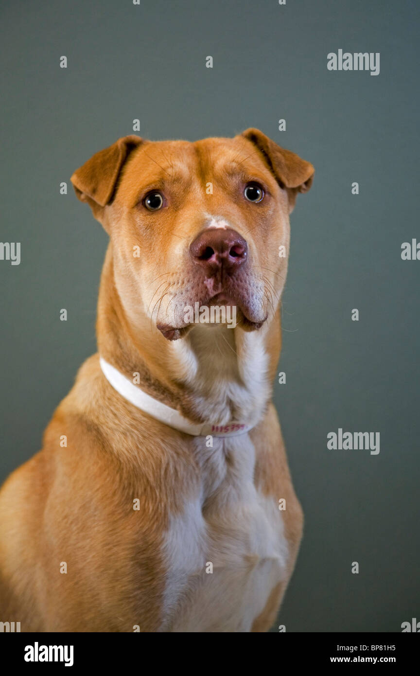 Portrait of a pit bull cross dog Stock Photo - Alamy