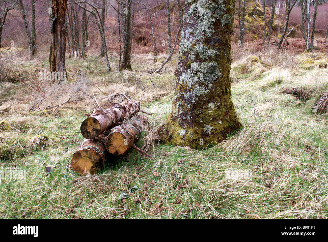 Salen ardnamurchan hi-res stock photography and images - Alamy