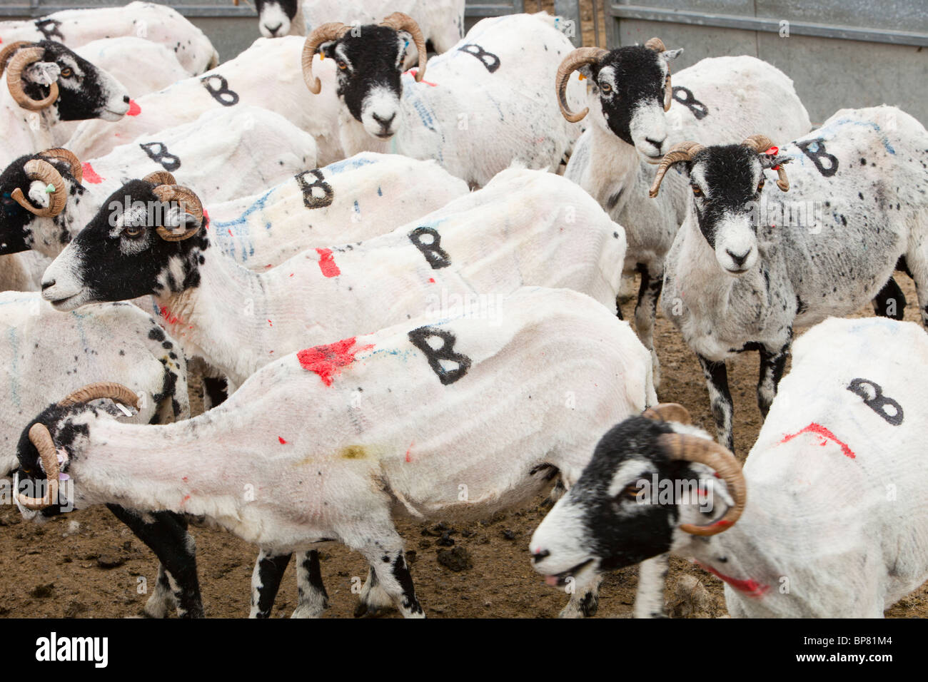 Marking sheep with paint hi-res stock photography and images - Alamy