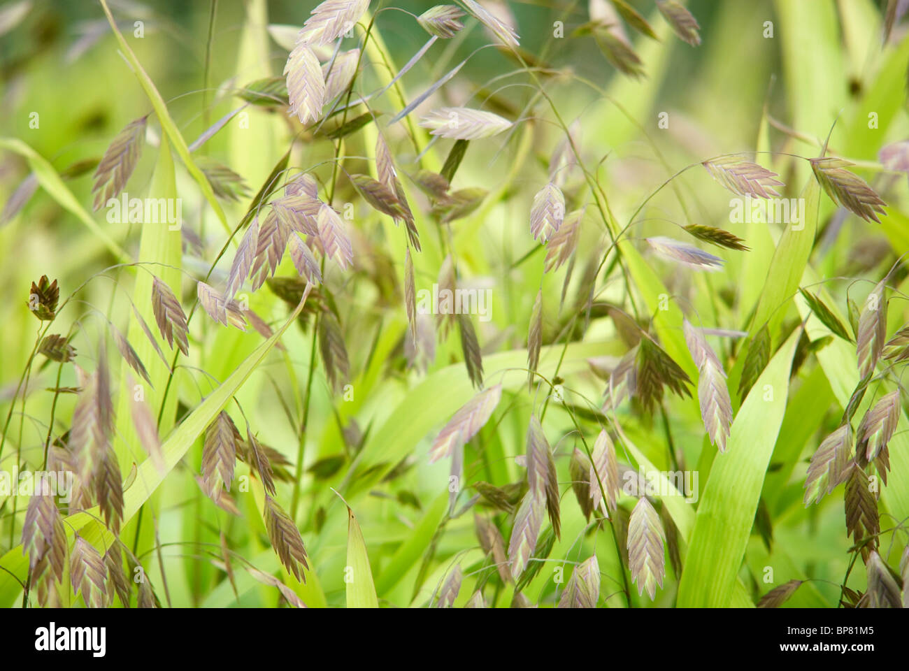 CHASMANTHIUM LATIFOLIUM INDIAN WOOD OATS NORTHERN SEA OATS Stock Photo ...